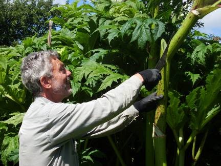 Naturen Invasive planter
